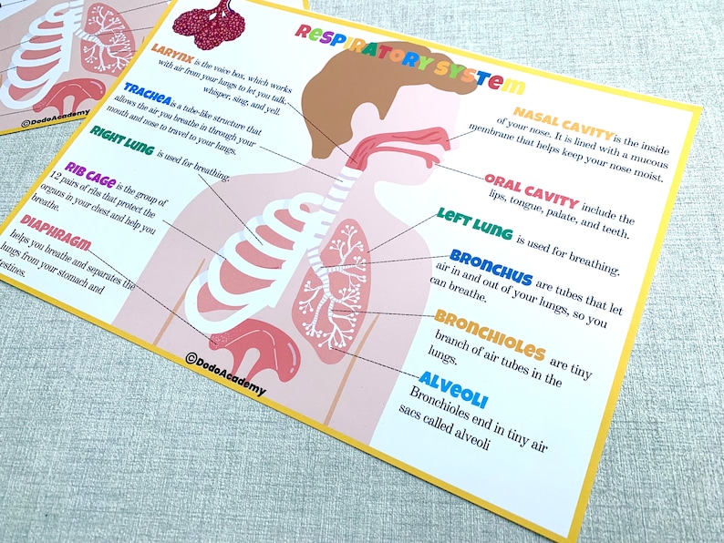 Respiratory System Learning Activity Human Anatomy Busy Book Montessori ...