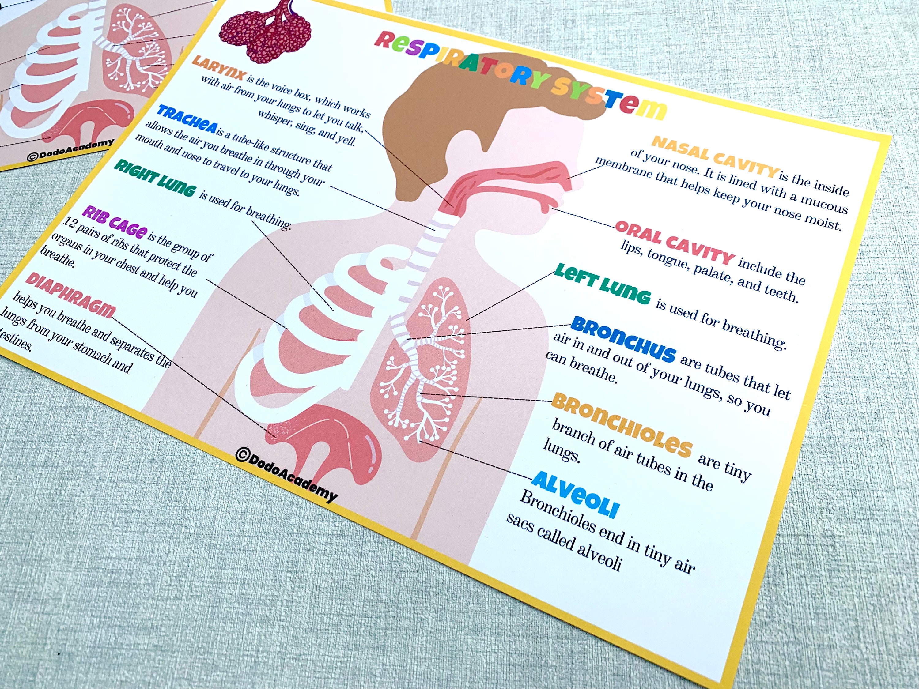 Respiratory System Learning Activity Human Anatomy Busy Book Montessori ...