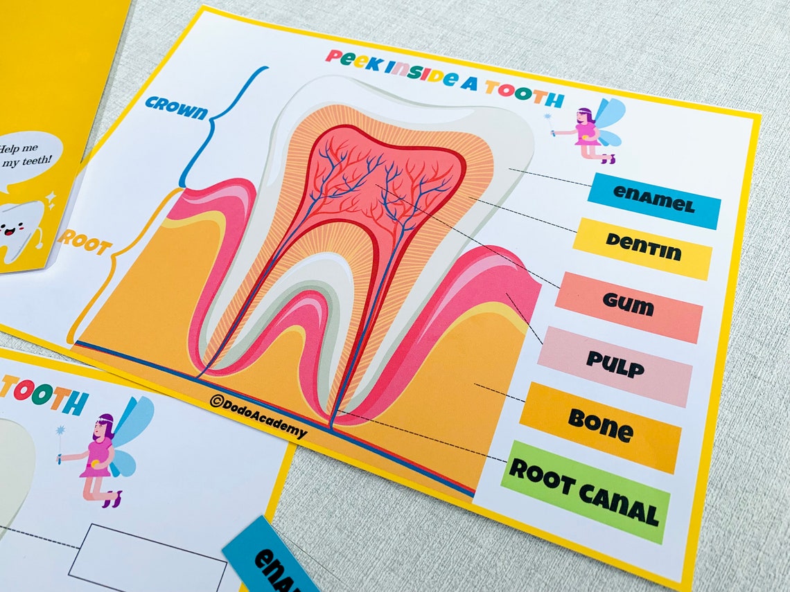 Dental Health Activity Human Anatomy Printable Preschool Toddler ...