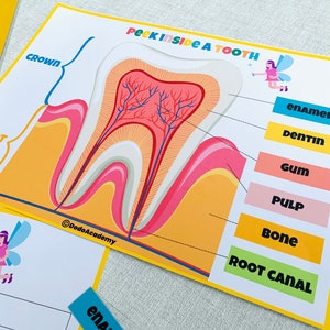 Dental Health Activity Human Anatomy Printable Preschool Toddler ...
