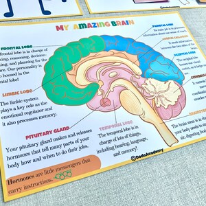 My Amazing Brain Learning Activity Human Anatomy Busy Book Montessori ...
