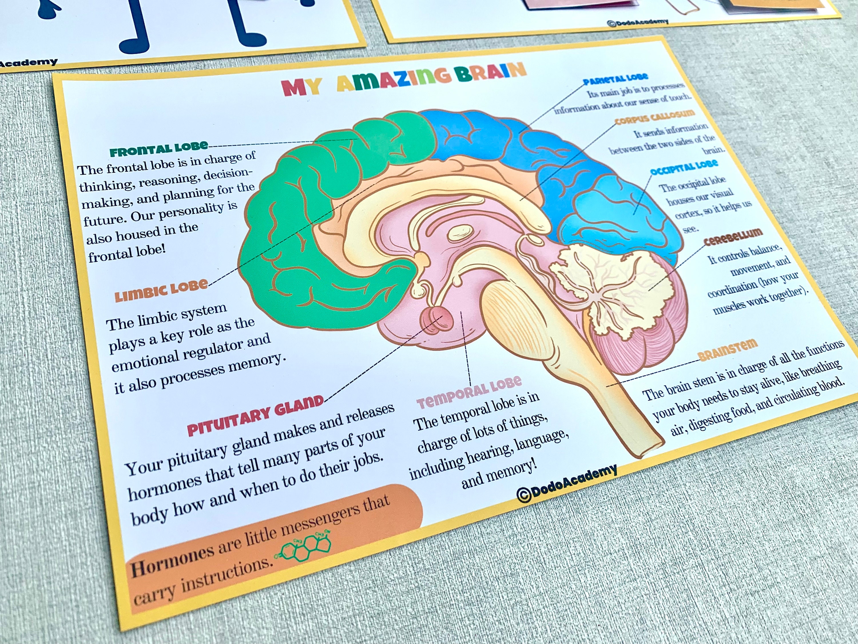 My Amazing Brain Learning Activity Human Anatomy Busy Book Montessori ...
