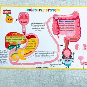 Human Digestive System Human Anatomy Busy Book Homeschool Learning ...