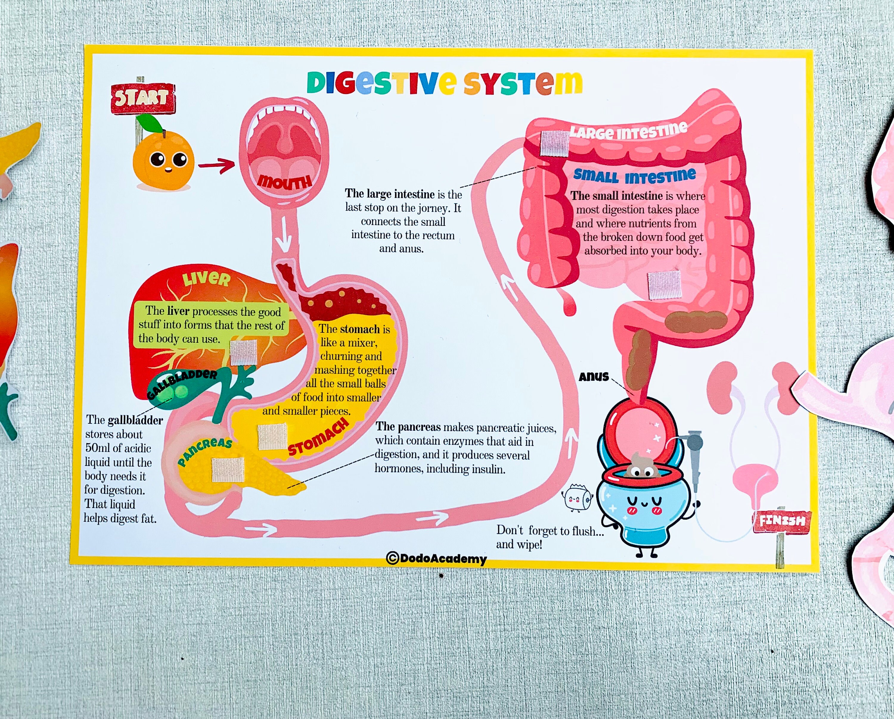 Human Digestive System Human Anatomy Busy Book Homeschool Learning ...