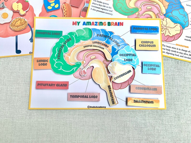 My Amazing Brain Learning Activity Human Anatomy Busy Book Montessori ...