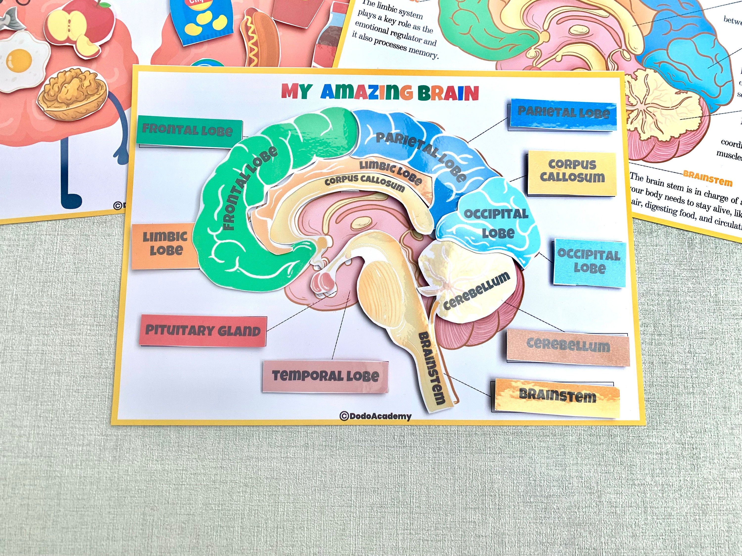 My Amazing Brain Learning Activity Human Anatomy Busy Book Montessori ...