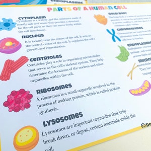 Human Anatomy Busy Book Human Cell Body Parts Printable Montessori ...