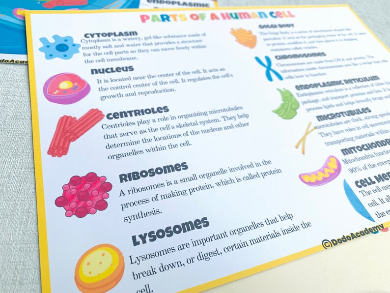 Human Anatomy Busy Book Human Cell Body Parts Printable Montessori ...