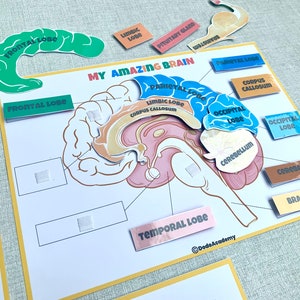 My Amazing Brain Learning Activity Human Anatomy Busy Book Montessori ...