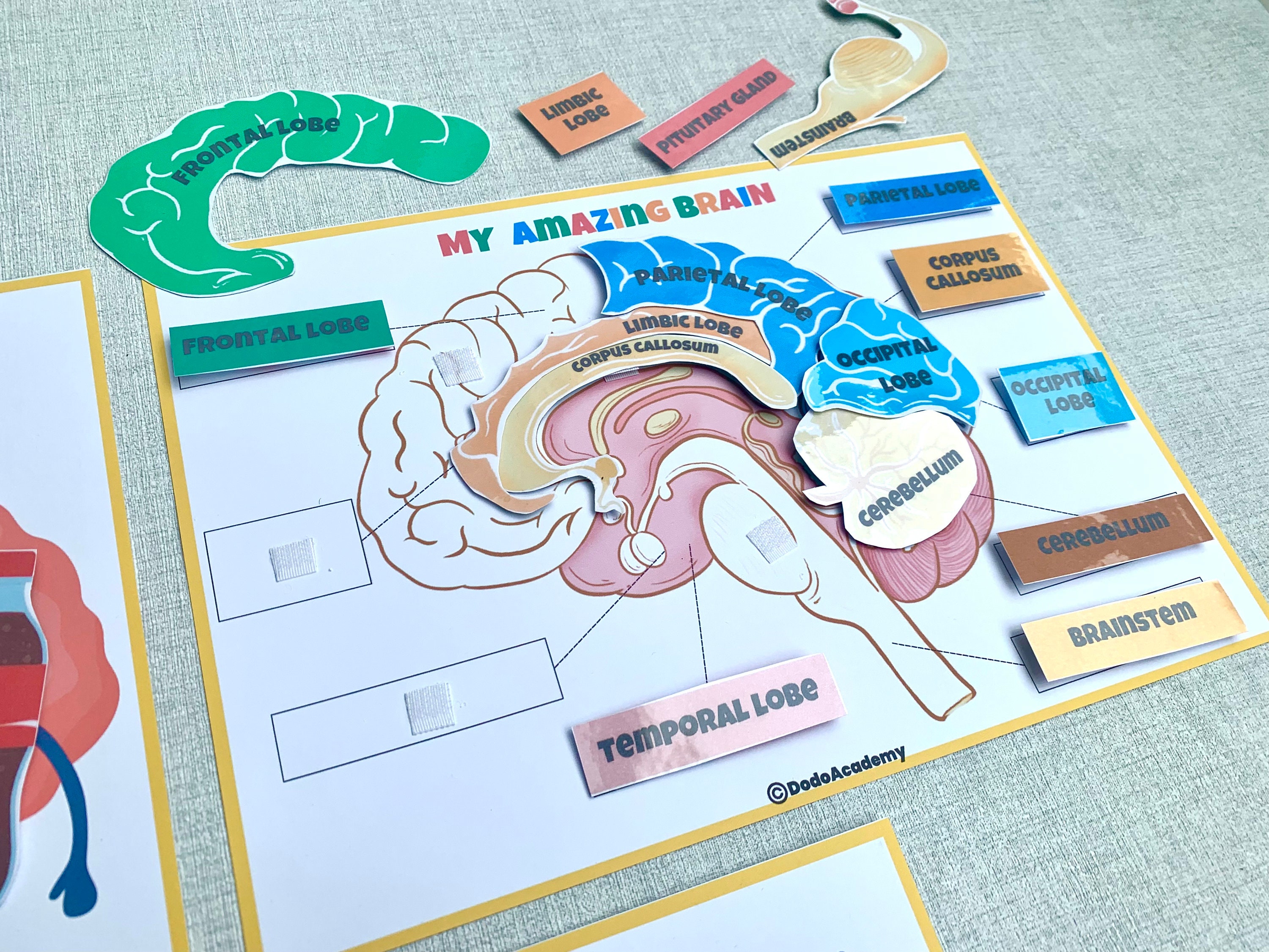 My Amazing Brain Learning Activity Human Anatomy Busy Book Montessori ...