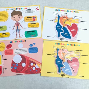 Human Anatomy Activity Circulatory System Anatomical Heart Human Body ...
