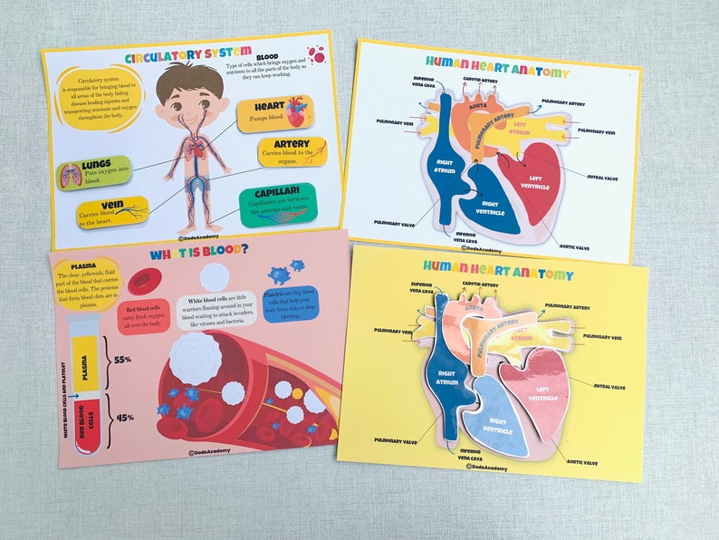 Human Anatomy Activity Circulatory System Anatomical Heart Human Body ...