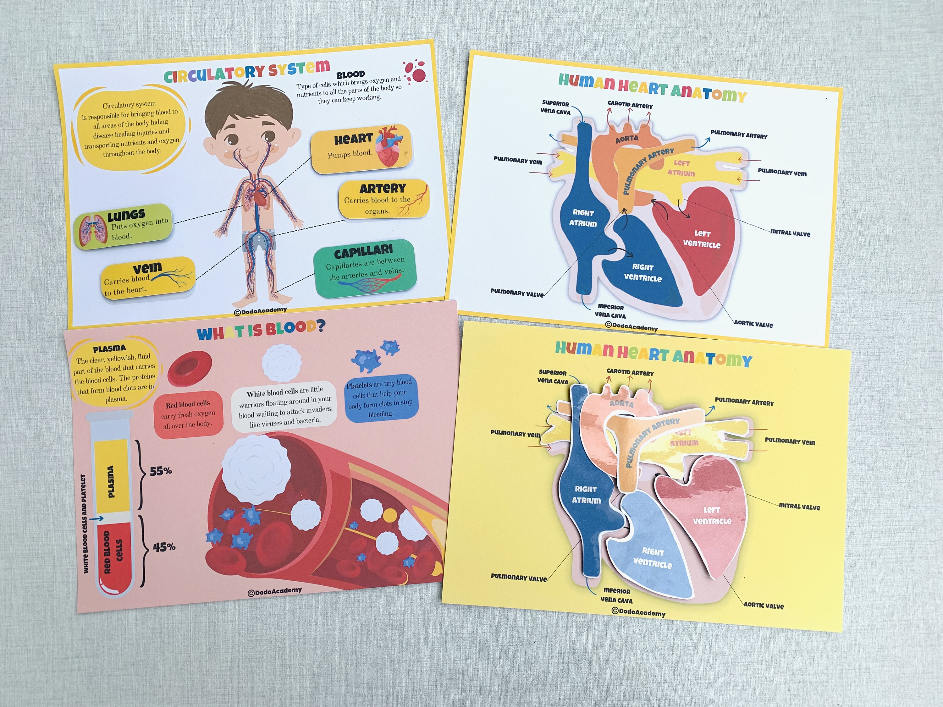 Human Anatomy Activity Circulatory System Anatomical Heart Human Body ...