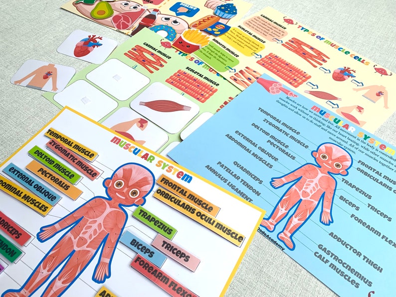 Muscular System Learning Activity Human Anatomy Busy Book Montessori ...