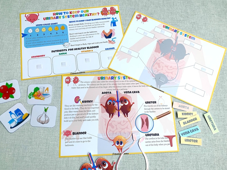 Human Anatomy Busy Book Body Parts Printable Montessori - Etsy