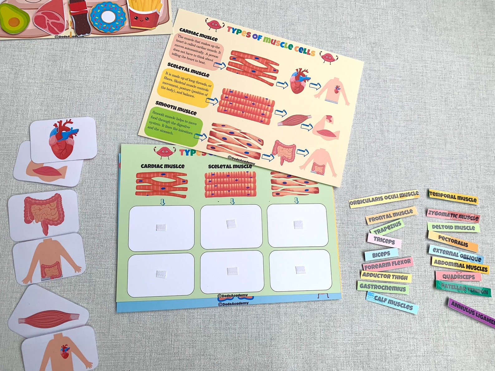 Muscular System Learning Activity Human Anatomy Busy Book Montessori ...
