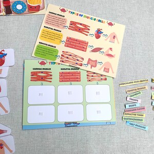 Muscular System Learning Activity Human Anatomy Busy Book Montessori ...