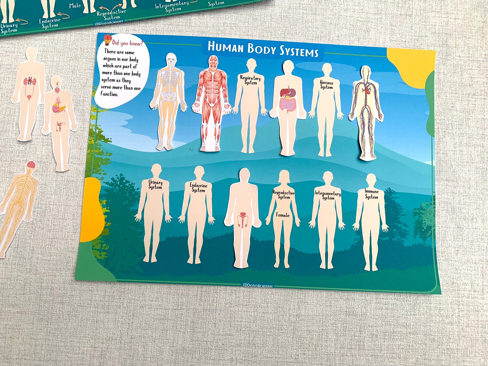 Human Anatomy Busy Book Human Body Systems Body Parts Printable ...