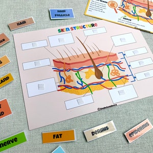 Human Anatomy Busy Book Body Parts Printable Montessori Material ...