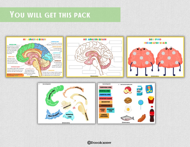 My Amazing Brain Learning Activity Human Anatomy Busy Book Montessori ...