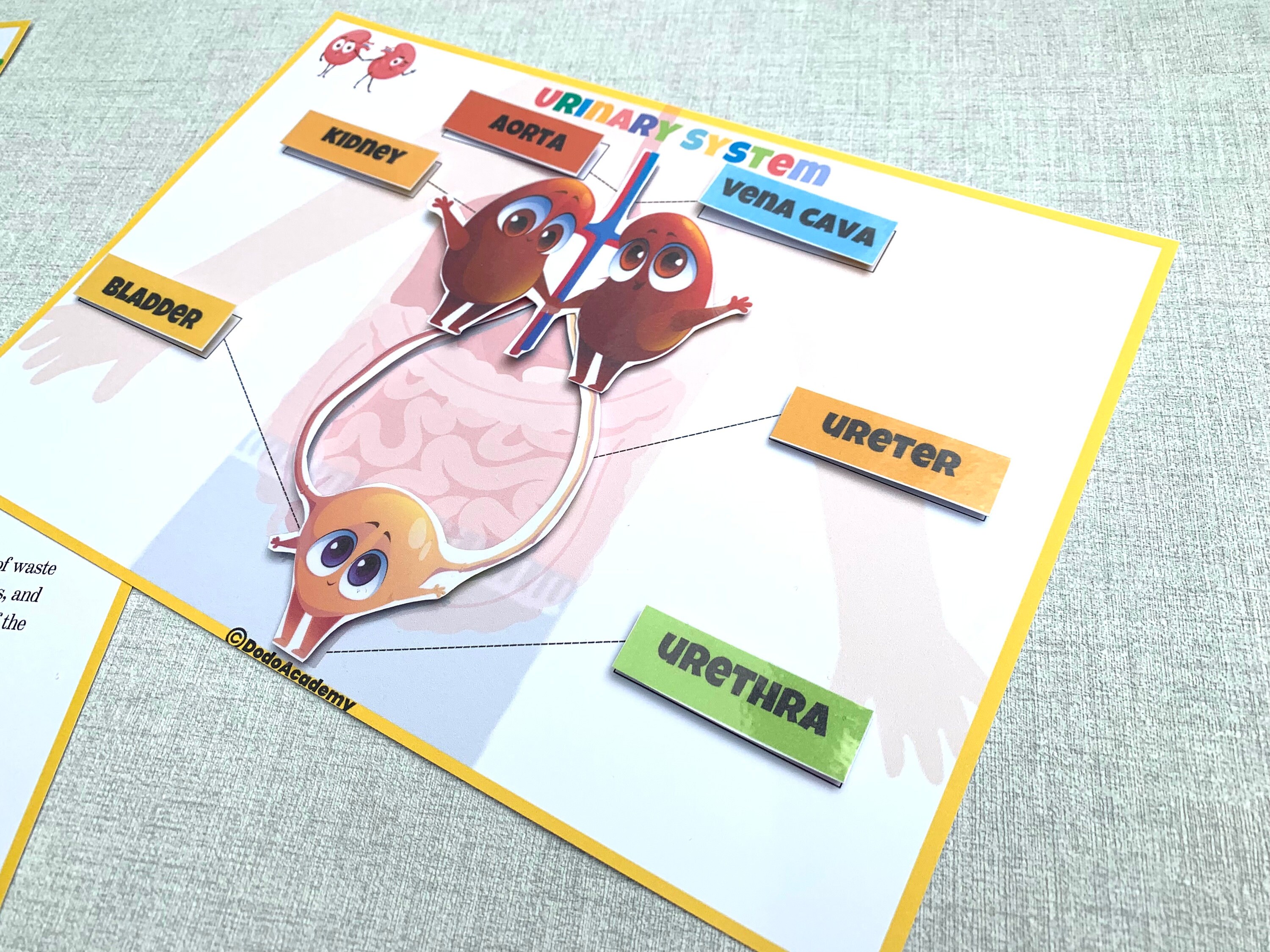 Urinary System Learning Activity Human Anatomy Busy Book Montessori ...