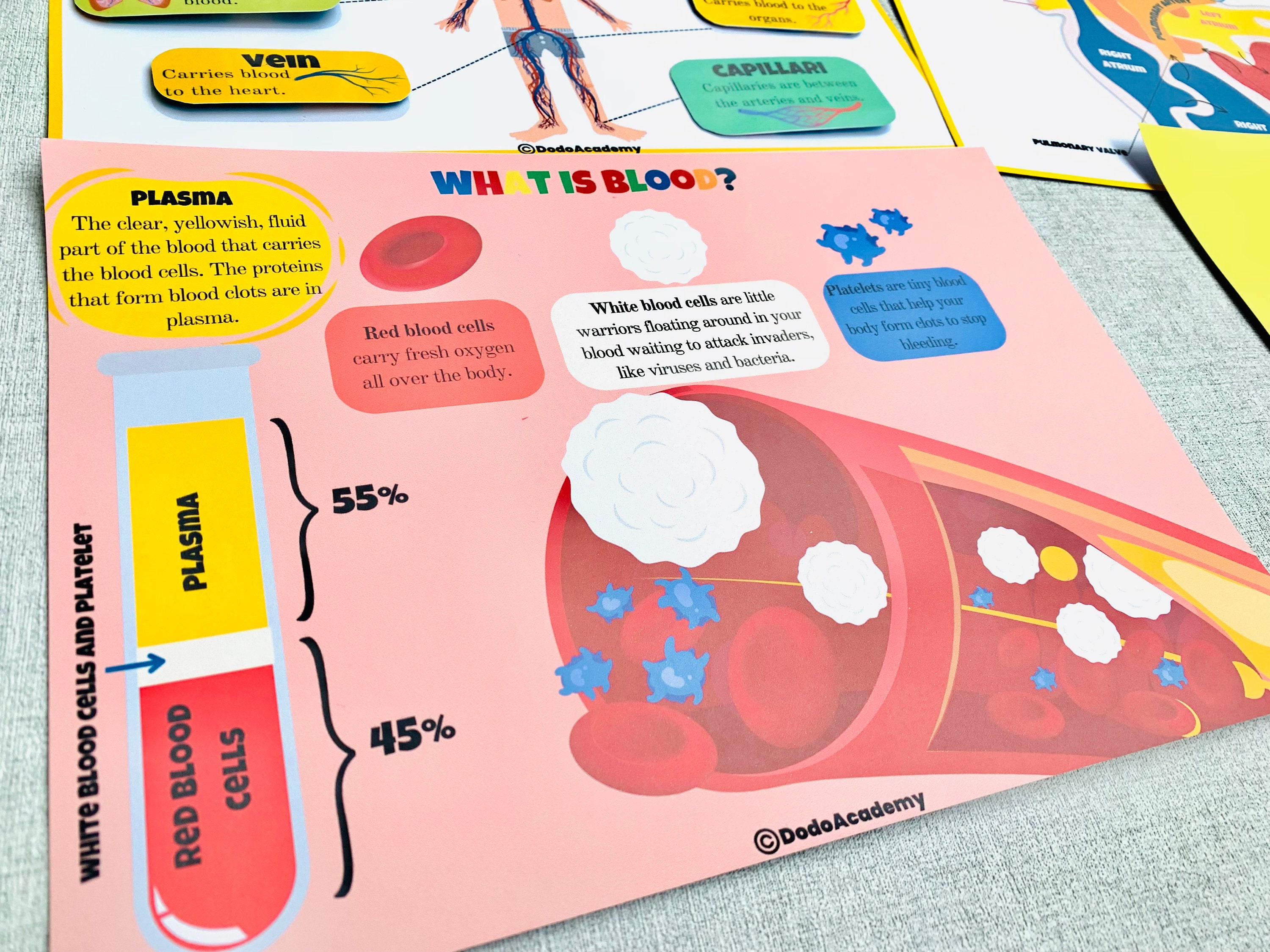 Human Anatomy Activity Circulatory System Anatomical Heart Human Body ...