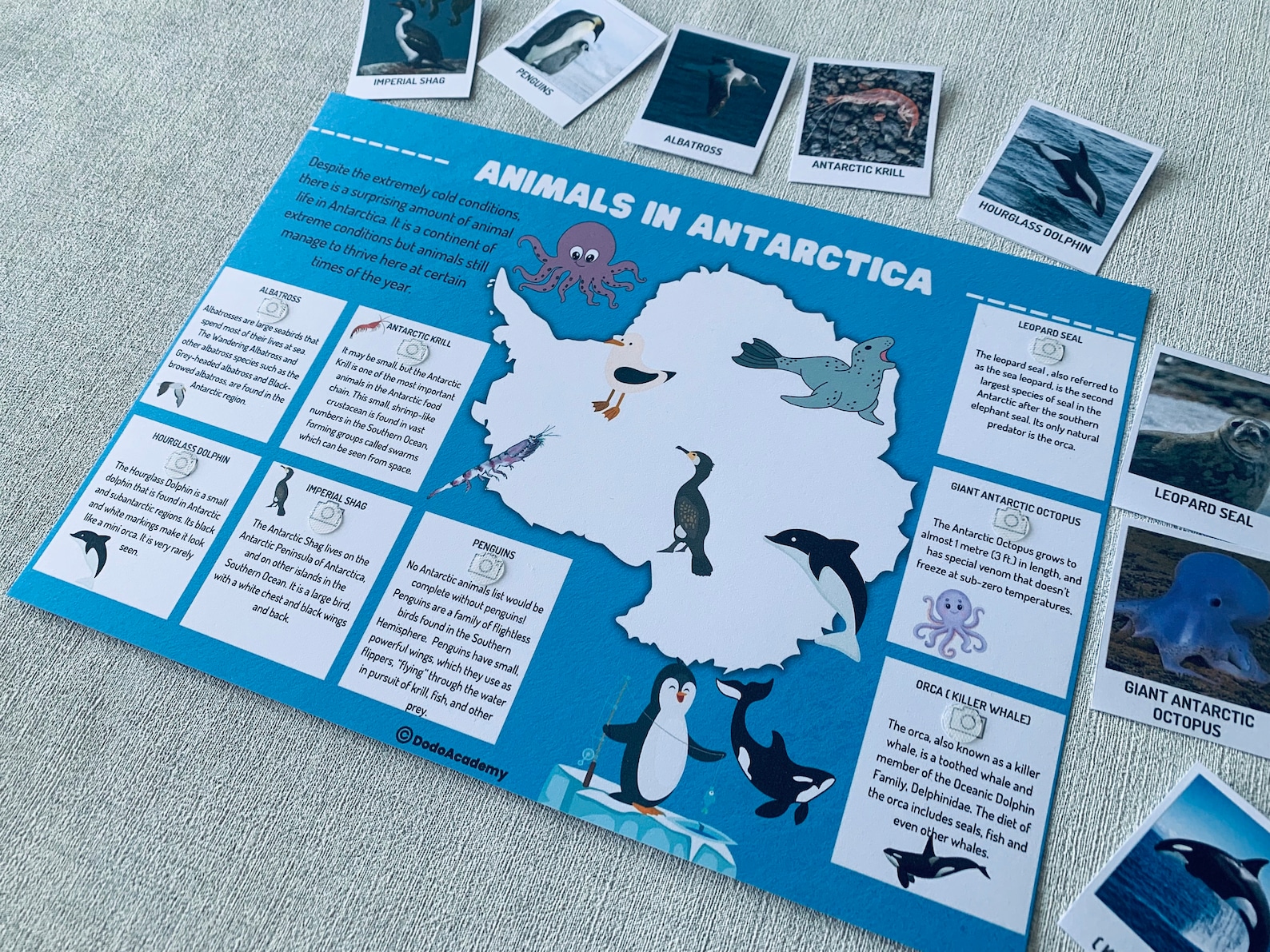 Antarctica Continents & Oceans Printable Activity Pack World - Etsy