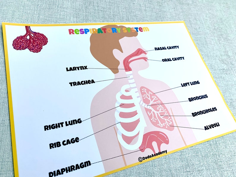 Respiratory System Learning Activity Human Anatomy Busy Book - Etsy