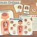 Human Organs Learning Activity With Flashcards and Body Facts ...