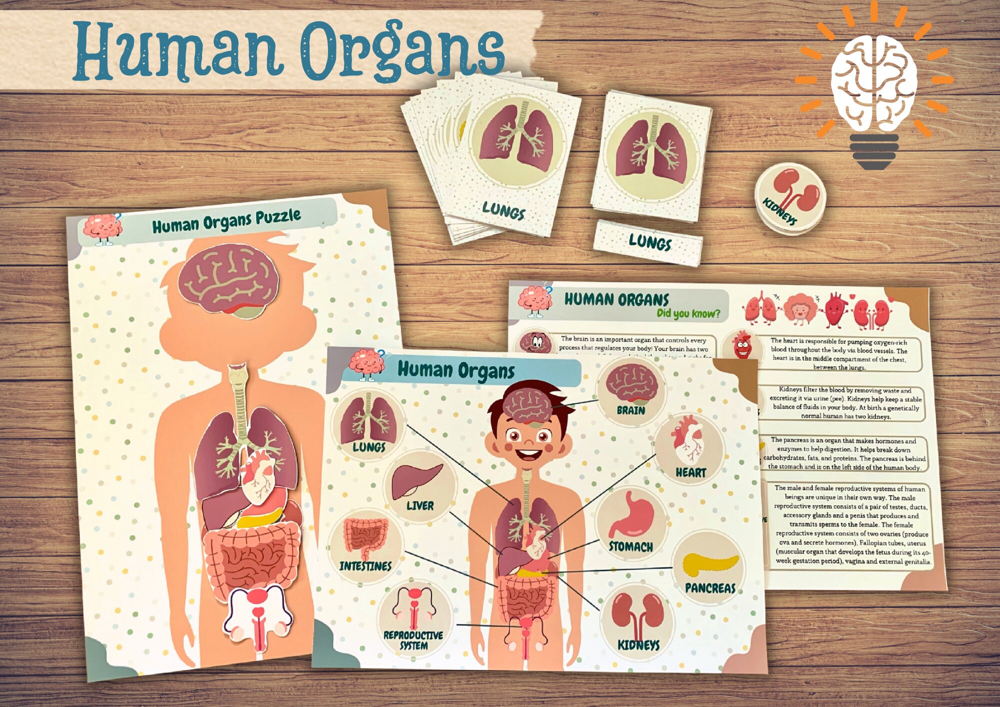 Human Organs Learning Activity With Flashcards and Body Facts ...