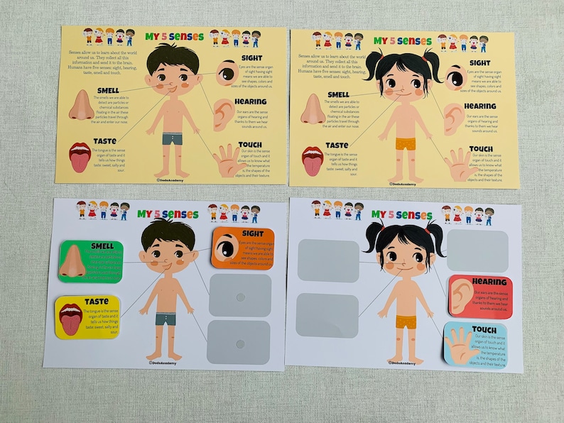 Actividad de clasificación de los cinco sentidos, Actividad de ...