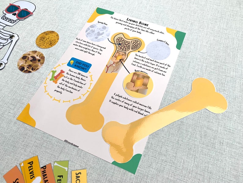 Human Skeleton Busy Book, Skeletal System Anatomy Pack, Printable ...