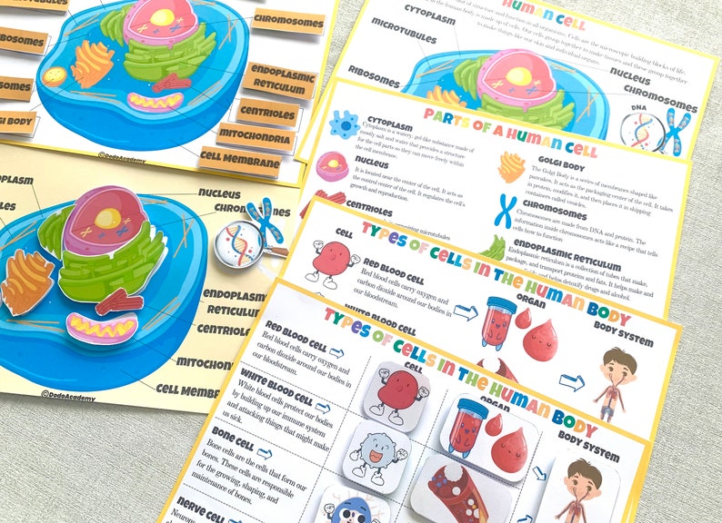 Human Anatomy Busy Book Human Cell Body Parts Printable - Etsy