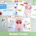 Urinary System Learning Activity Human Anatomy Busy Book Montessori ...