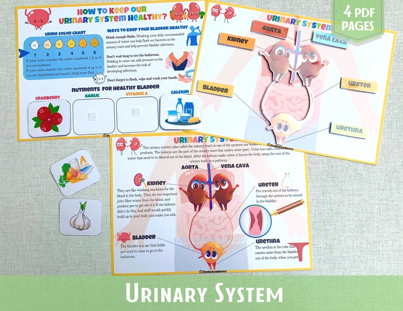 Urinary System Learning Activity Human Anatomy Busy Book Montessori ...
