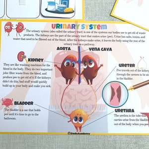 Urinary System Learning Activity Human Anatomy Busy Book Montessori ...