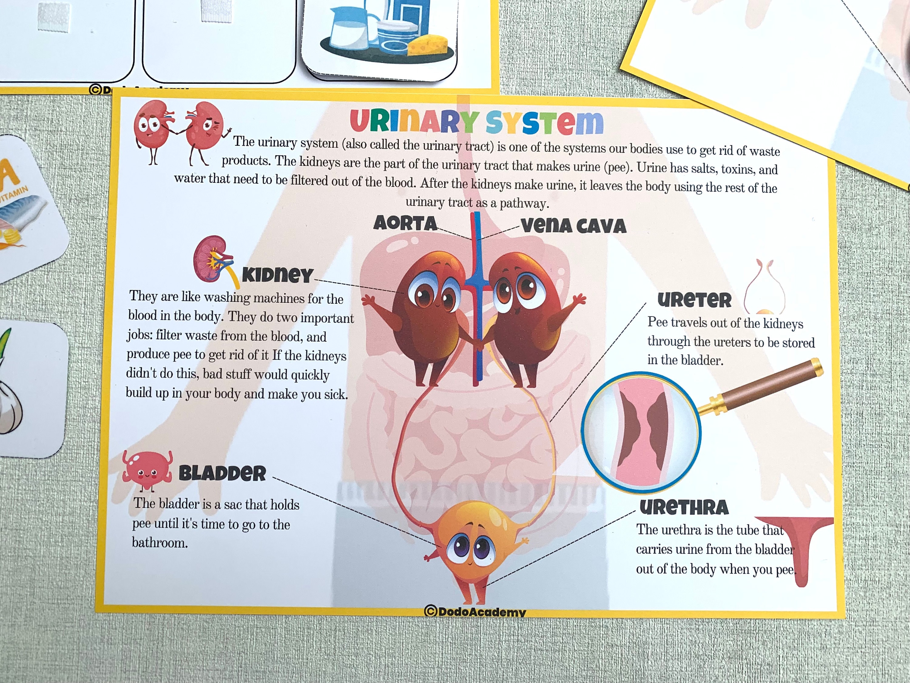 Urinary System Learning Activity Human Anatomy Busy Book Montessori ...