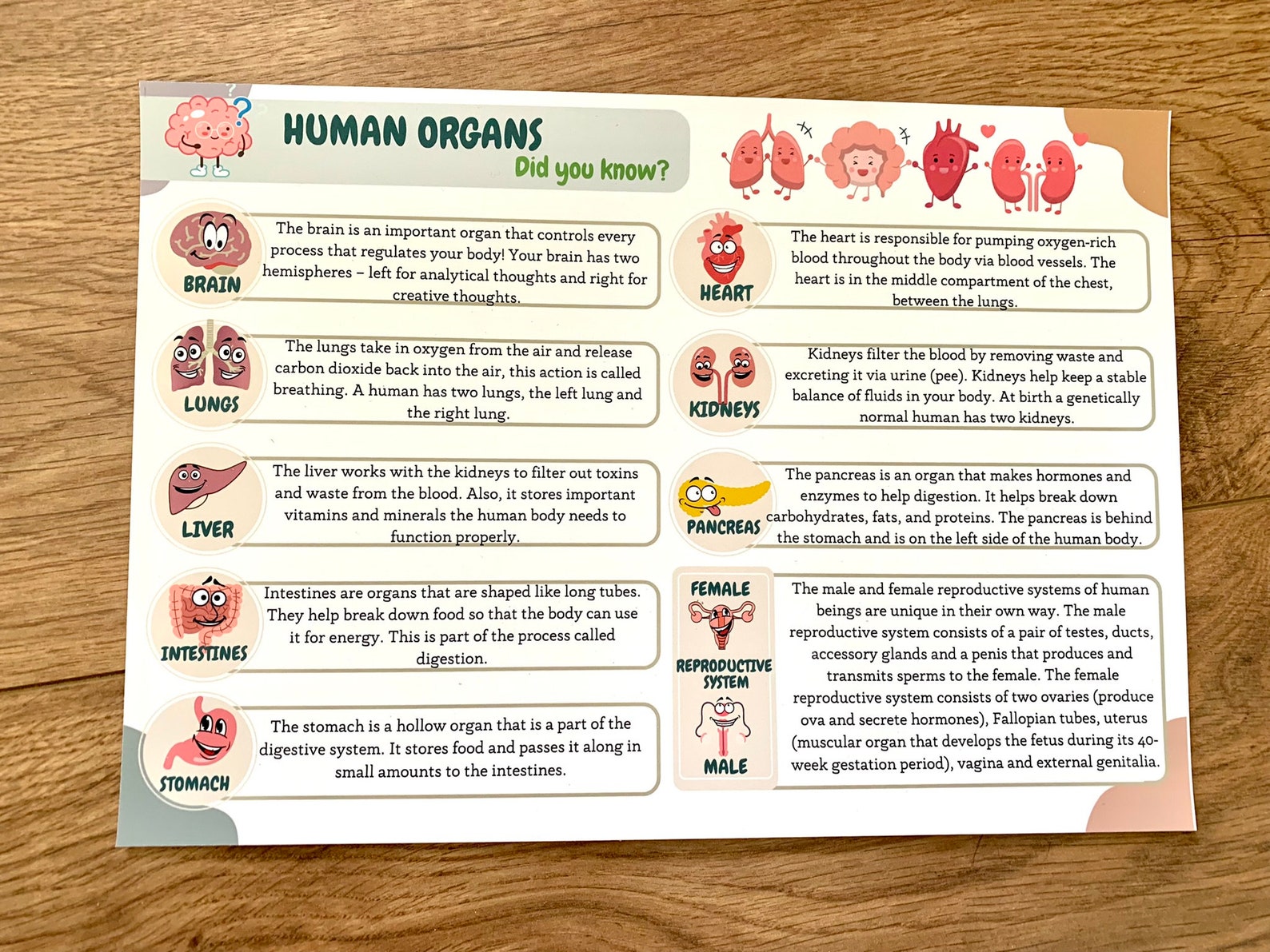 Human Organs Learning Activity With Flashcards and Body Facts ...