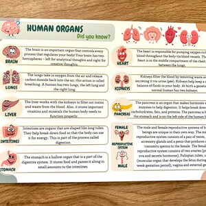 Human Organs Learning Activity With Flashcards and Body Facts ...