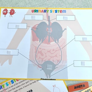 Urinary System Learning Activity Human Anatomy Busy Book Montessori ...