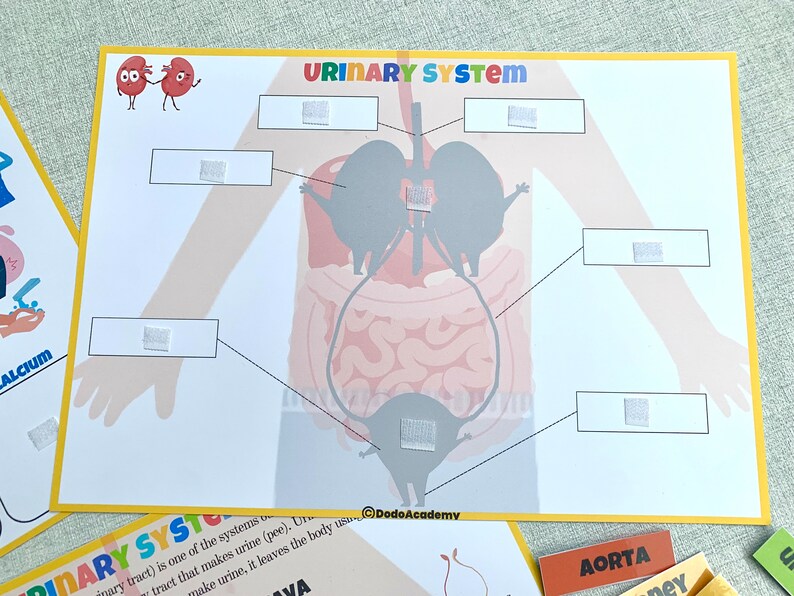 Urinary System Learning Activity Human Anatomy Busy Book Montessori ...