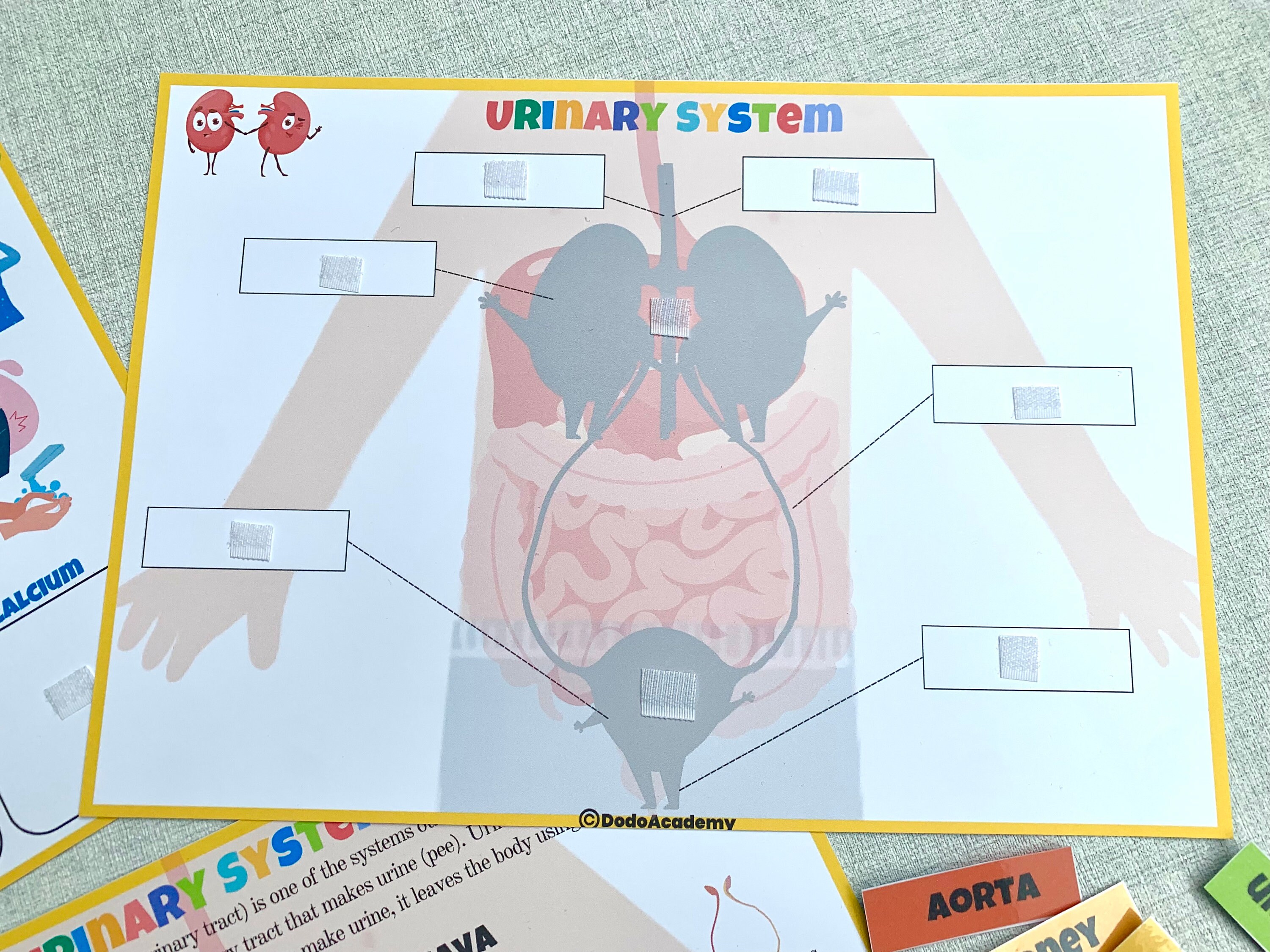 Urinary System Learning Activity Human Anatomy Busy Book Montessori ...
