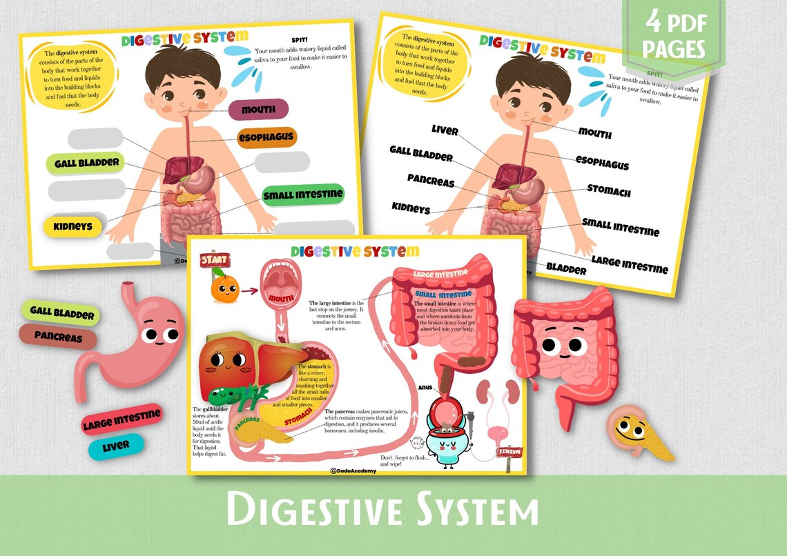 Human Digestive System Human Anatomy Busy Book Homeschool Learning ...