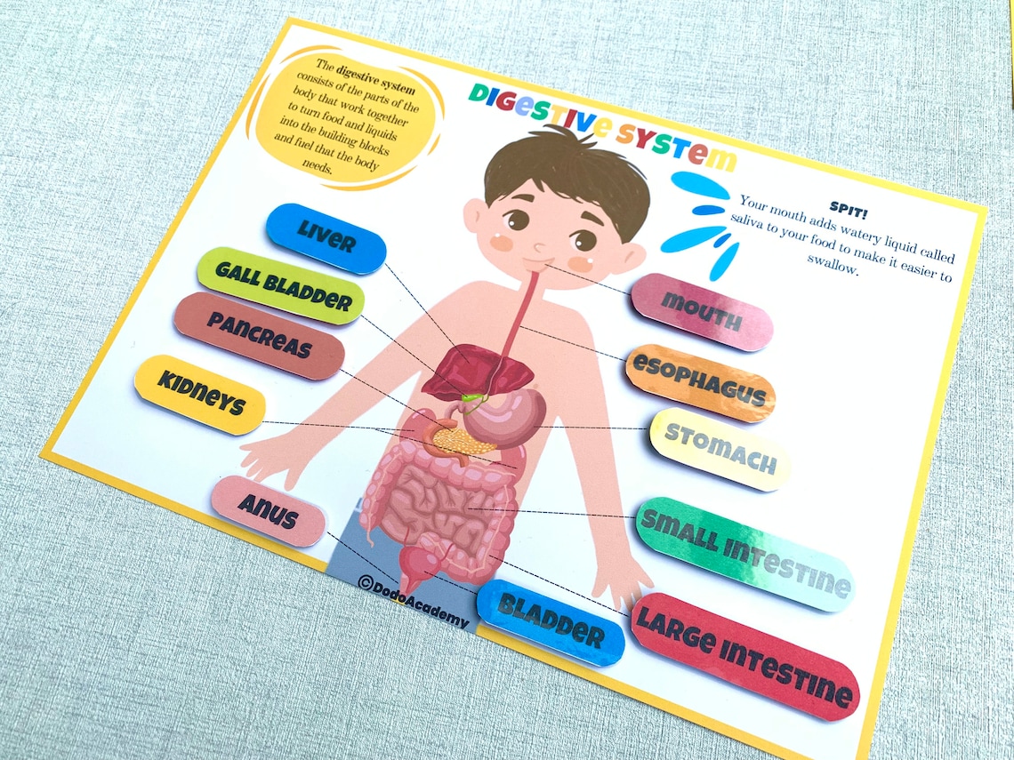 Human Digestive System Human Anatomy Busy Book Homeschool Learning ...