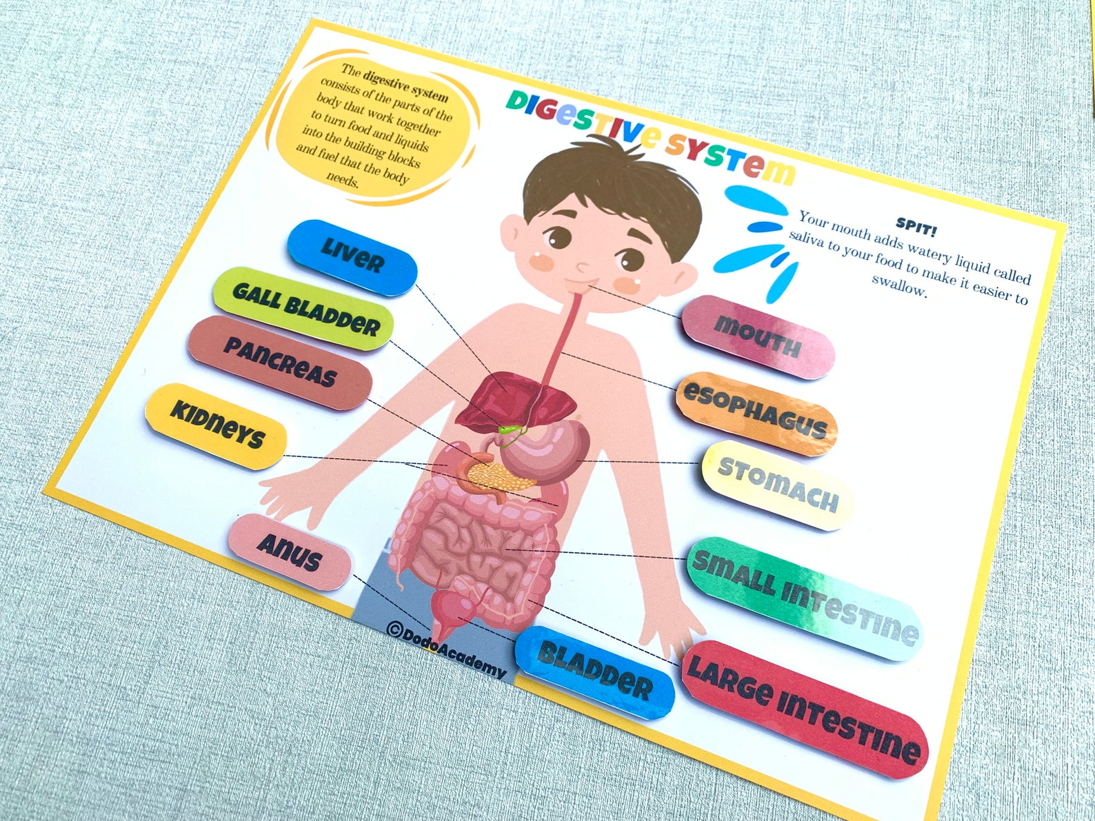 Human Digestive System Human Anatomy Busy Book Homeschool Learning ...