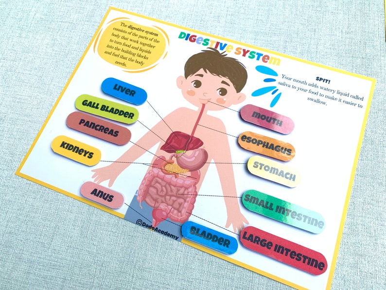 Human Digestive System Human Anatomy Busy Book Homeschool Learning ...