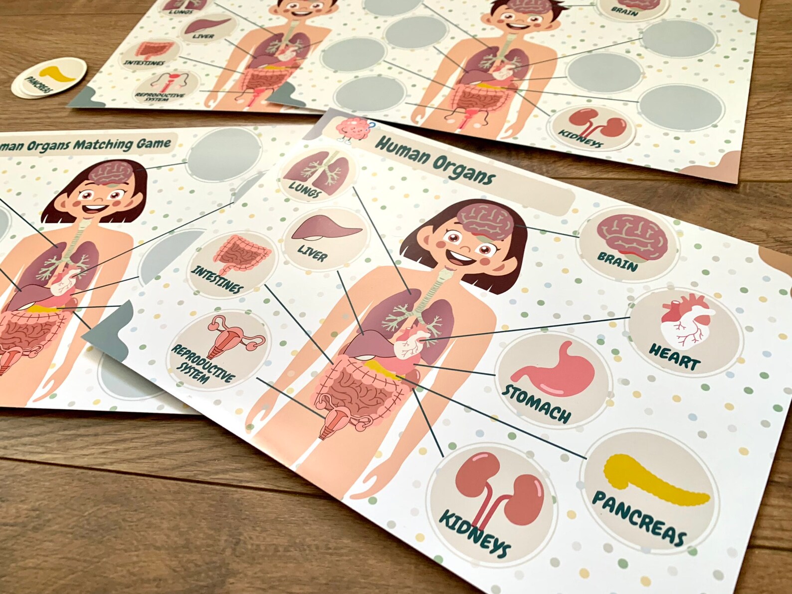 Human Organs Learning Activity With Flashcards and Body Facts ...