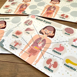 Human Organs Learning Activity With Flashcards and Body Facts ...