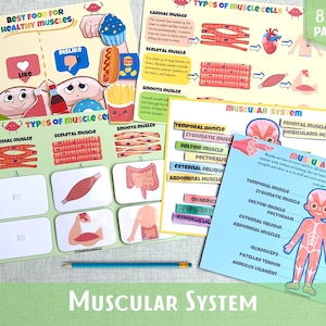 Muscular System Learning Activity Human Anatomy Busy Book Montessori ...