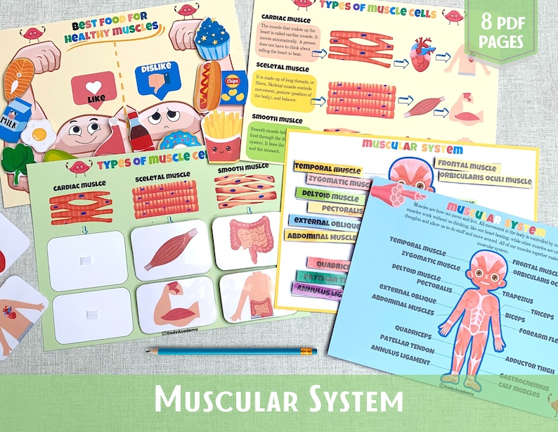 Muscular System Learning Activity Human Anatomy Busy Book - Etsy
